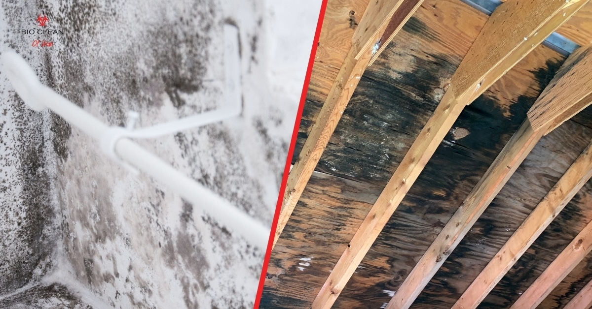 Black Mold or Mildew? Know the Risks and What to Do